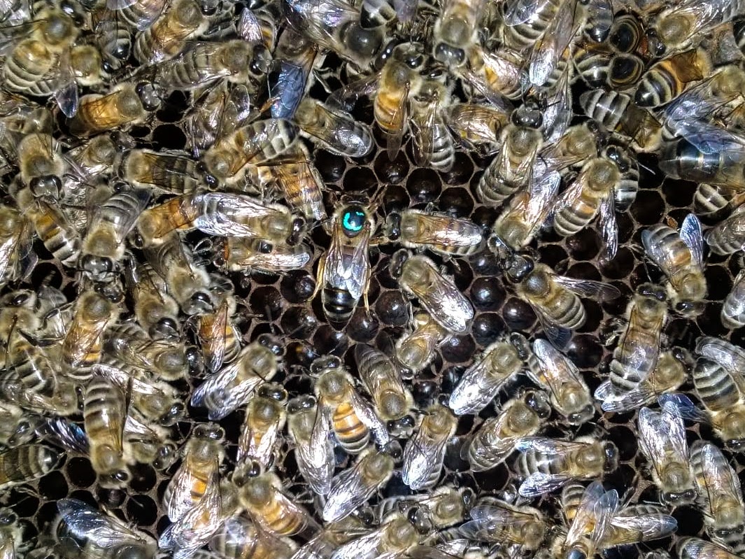 Tipos de abejas Apis melíferas - Colmenas Huerto La Semilla – Cultiva ...