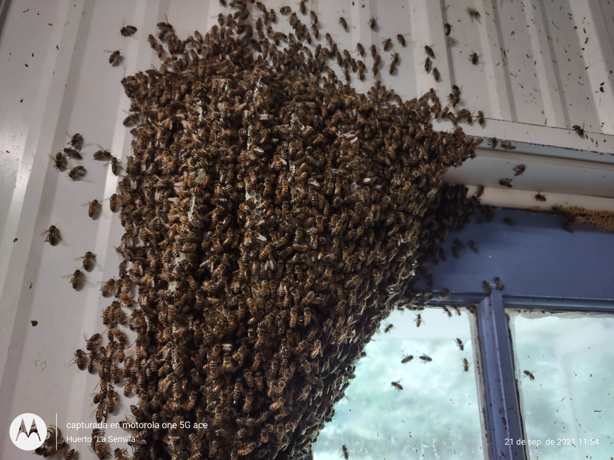 Cómo se organizan las abejas para construir las colmenas y mantener a ...