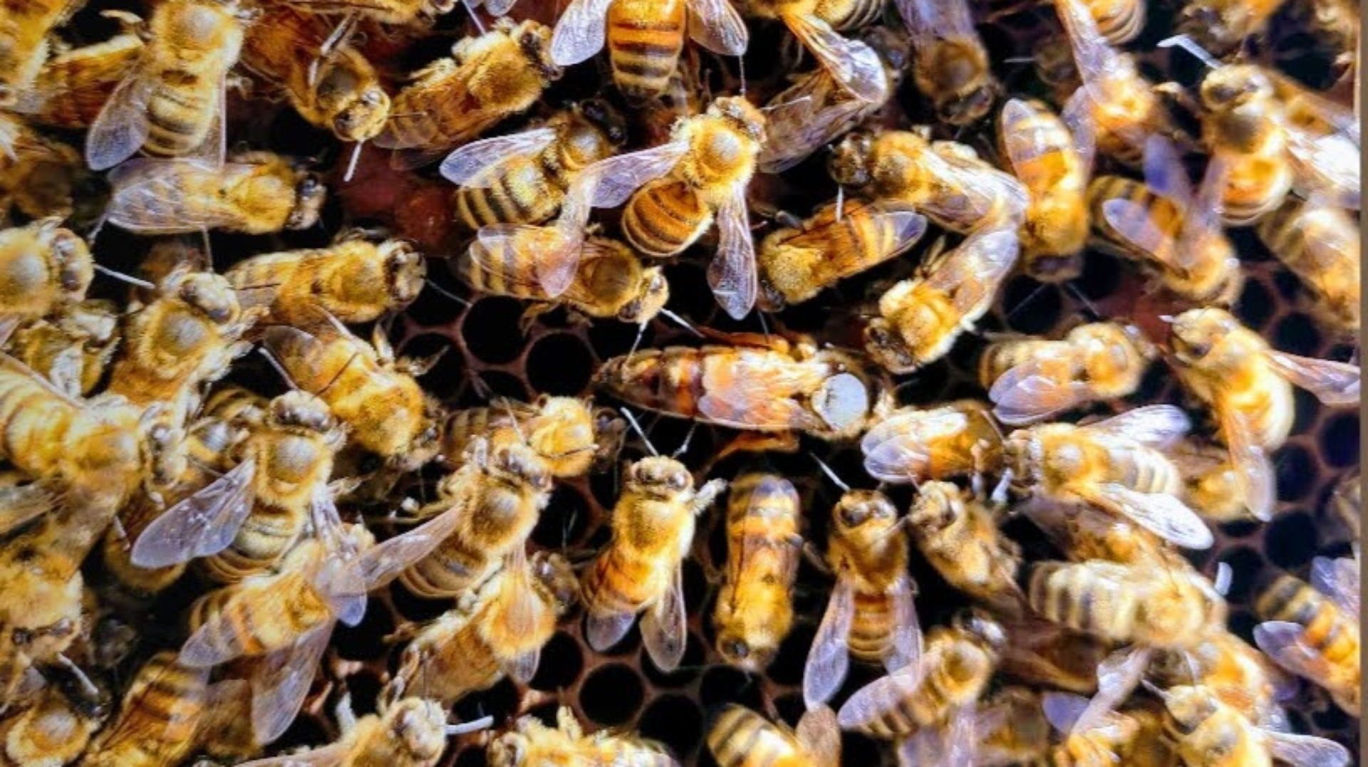 División de la colmena – Colmenas Huerto La Semilla